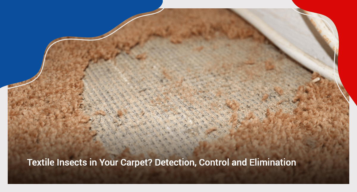 Textile Insects in Your Carpet? Detection, Control and Elimination ...
